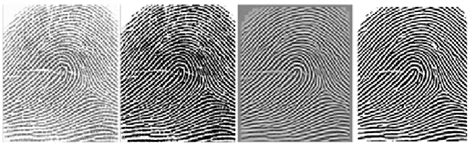 Fingerprint Image Preprocessing A Input Image B Normalized Image