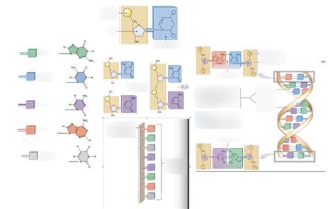 Dna And Rna Diagram Quizlet