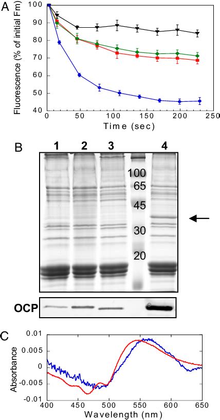 Relationship Between Blue Green Light Induced Npq And The Ocp In Whole Download Scientific