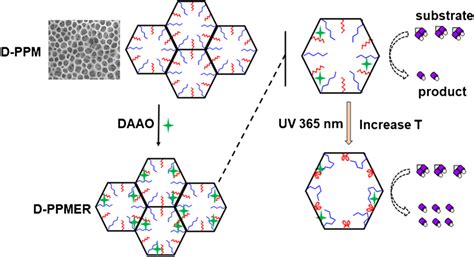 Illustration Of The Influence Of The Tunable Dual Stimuli Responsive Download Scientific