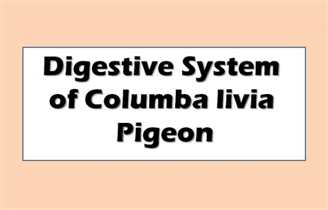 Digestive System Of Columba Livia Pigeon Diagram Note
