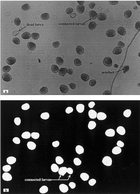 Acquisition And Processing Of Bivalve Larvae Image A Original Image