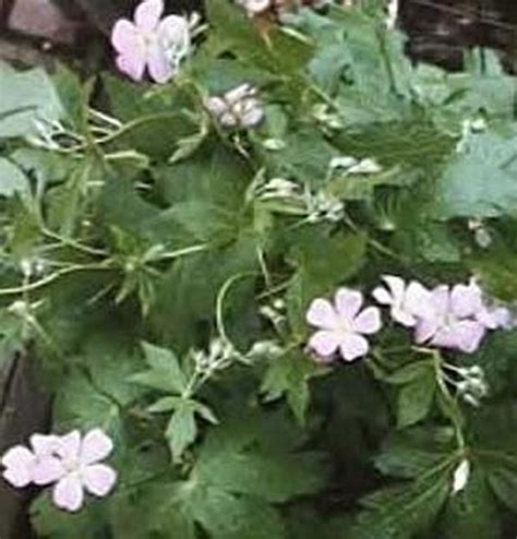 Geranium Maculatum Seeds