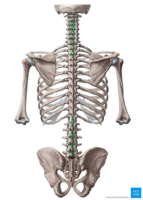 Interspinales Origin Insertion Innervation And Action Kenhub