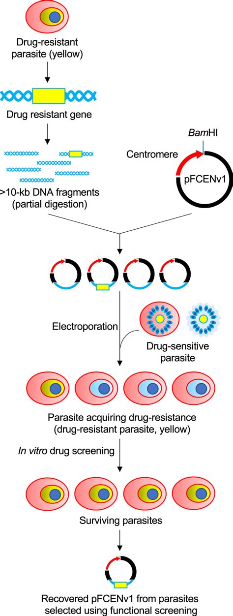 experimental scheme of the functional screening approach used to