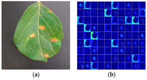 Symmetry Free Full Text Identification Of Apple Leaf Diseases Based On Deep Convolutional