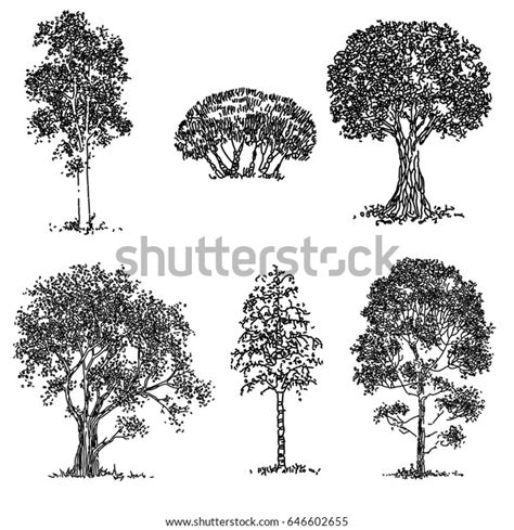 Set Trees Vector Illustration Sketch Stock Vector Royalty Free 646602655 Shutterstock