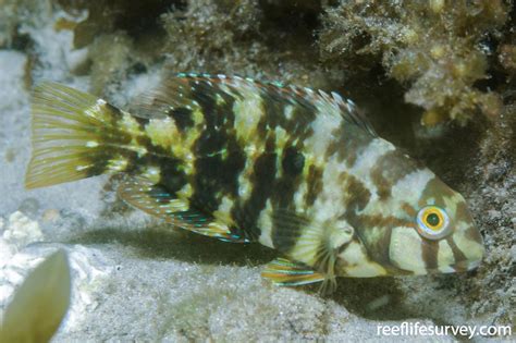 Choerodon Graphicus Graphic Tuskfish