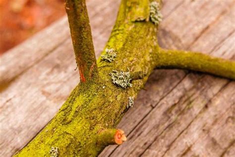 Branch Texture Stock Photos Images And Backgrounds For Free Download