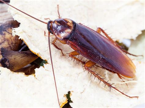 Cockroach Exterminator In London Ontario Pestend Pest Control London