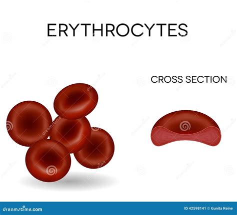 Erythrocytes High