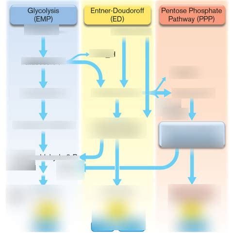 Exam 2 Top 3 Fermentation Pathways From Glucose Diagram Diagram Quizlet