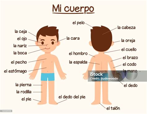 Vetores De Partes Do Corpo Em Espanhol E Mais Imagens De Diagramas