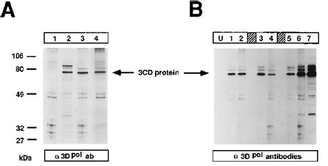 Analysis Of Protein Expression From Cells Infected With Normalized