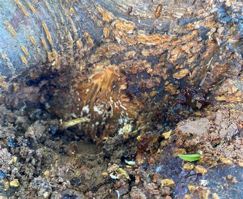 Oak Root Rot The South Carolina Grower