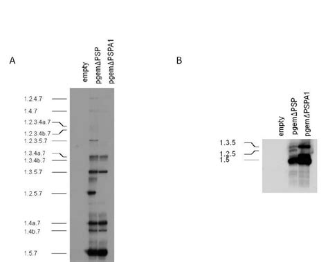 HIV 1 Exon 2 Inclusion Is Decreased When The Sequence Homologous To Download Scientific Diagram