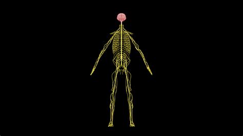 Nervous System 3d Model Realistic Human Intestines Anatomy 3d