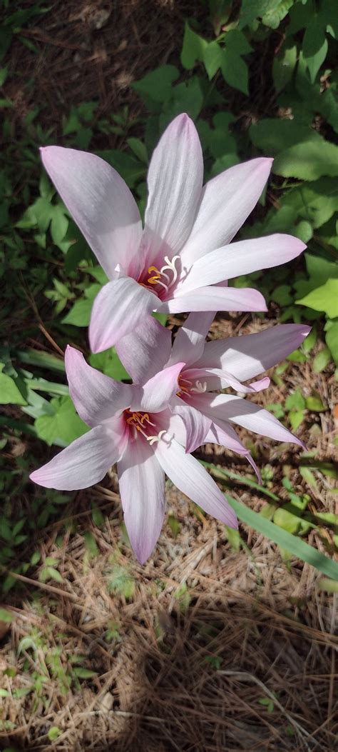 Jax Native Park Turns 100 Ufifas Extension Duval County