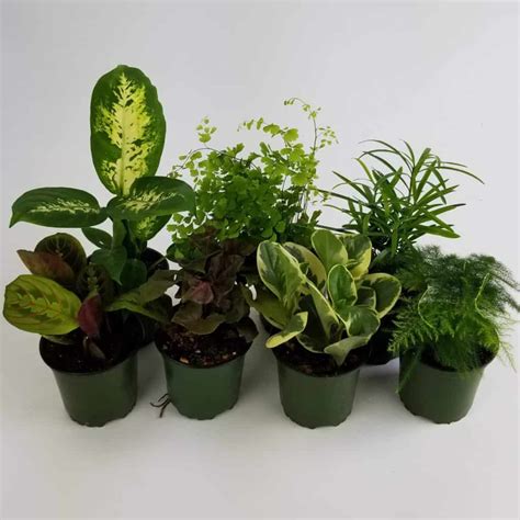 Assorted Tropical Green Plants 2 Pot Wholesale Bulk Flowers