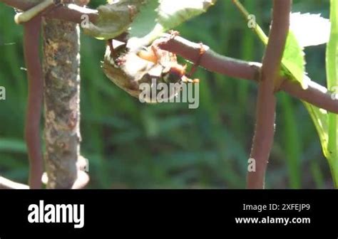 May Beetles Stock Videos And Footage Hd And 4k Video Clips Alamy