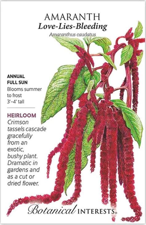 Amaranth Love Lies Bleeding Seeds Gulley Greenhouse