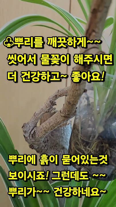 화분에 죽은 마른나무가지와 플커피잔 있으시면 절대버리지 마시고 식물을 물에꽂아 예쁘게 키워보셔요수경자배 플랜트리어