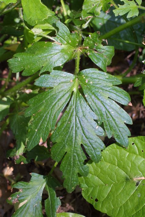 Phacelia Bipinnatifida Hydrophyllaceae Leaf Basal Or On Lower Stem