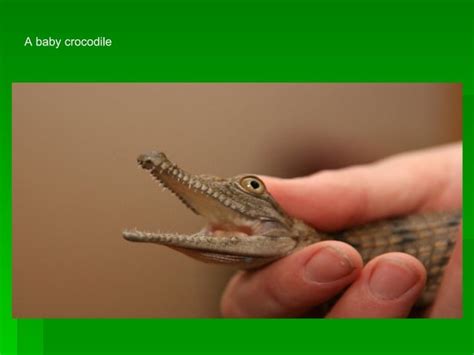 Crocodiles Ppt