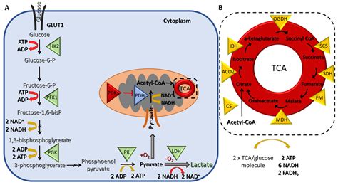 Regulation of Metabolic Plasticity in Cancer Stem Cells and ...