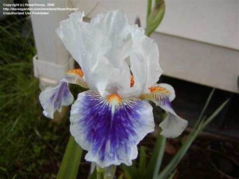 PlantFiles Pictures: Intermediate Bearded Iris 'American Patriot' (Iris ...