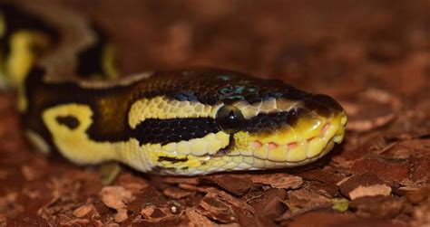 The 5 Best Ball Python Substrates See Our 1 Pick For 2023