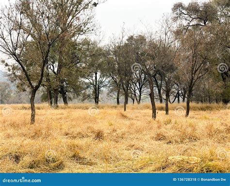 View Of Yellow Dry Grass Land And Dark Trees After Big Hot Summer