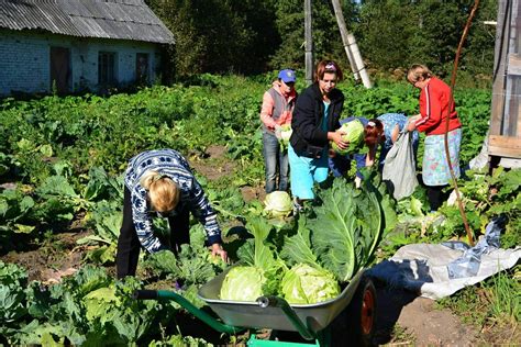 Сбор урожая на огороде: сроки и советы от опытных садоводов