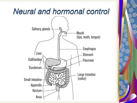 PPT Neural And Hormonal Control PowerPoint Presentation Free Download ID 6417532