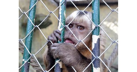 Поведението на приматите се променя заради изолацията през пандемията