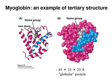 ppt protein structure powerpoint presentation free download id 359170