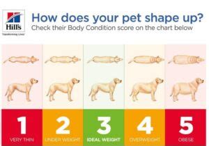 Body Condition Scoring And Weight Control - Berwick Veterinary Hospital