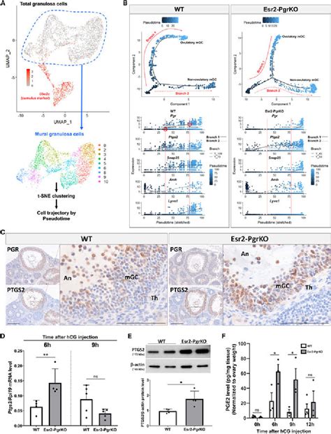Figure 1 From Progesterone Receptor Serves The Ovary As A Trigger Of Ovulation And A Terminator