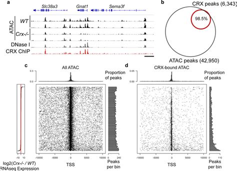 Crx Binds A Subset Of Active Regulatory Sites In The Rod Photoreceptor