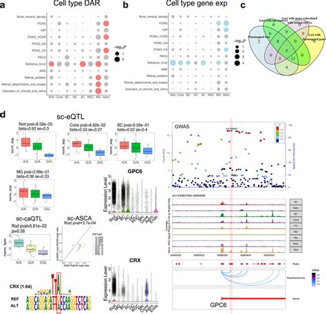 cell type enrichment and causal variant prioritization underlying gwas