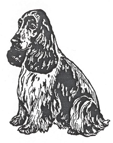 English Cocker Spaniel Page