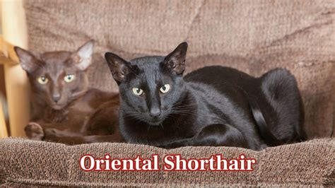 10 Best Cat Breeds For The Indian Climate Moneycontrol News