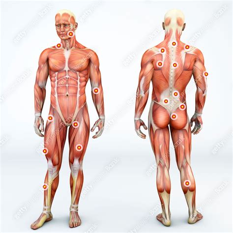 Myofascial Trigger Points Are Described As Hyperirritable Spots In The Fascia Surrounding