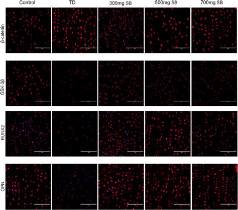 immunofluorescence expression of β catenin gsk 3β runx2 and opn