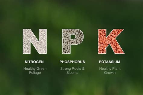Mastering Fertilizer Selection: The Ultimate Nutrient Guide – Plant Nerdery