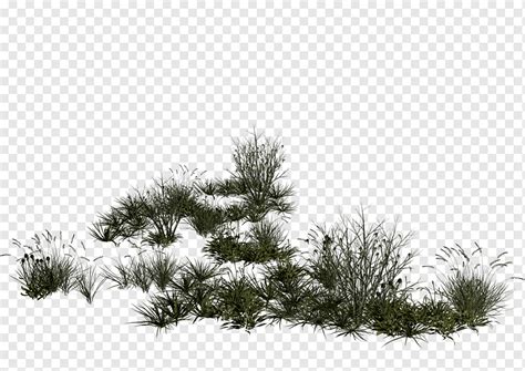 Tree Watercolor Texture Branch Grass Twig Png PNGWing