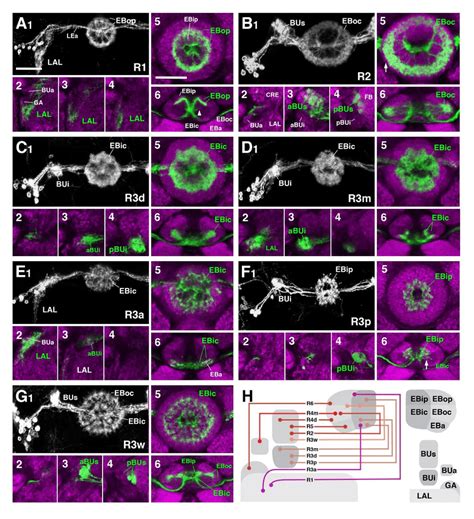 1004 R Neuron Subclasses Of Lineage Dalv2eba1 With Centrifugal