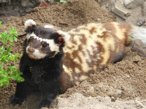 2022 Marbled Polecat Zoochat
