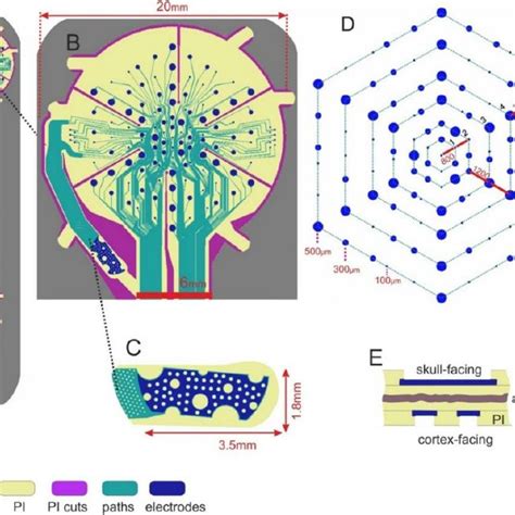 A ECoG Electrode Array B D Signal Acquisition Area C Download Scientific