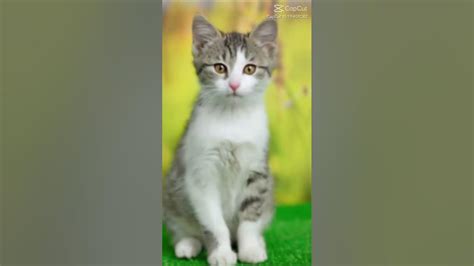 Dancing Kitty Youtube